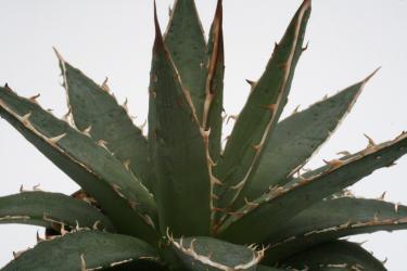 Kakteen Haage | Agave | online kaufen