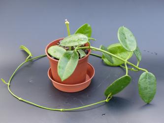 Kakteen Haage | Hoya | online kaufen