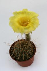 Kakteen Haage | Lobivia | online kaufen