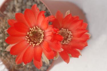 Kakteen Haage | Lobivia | online kaufen | Page 2