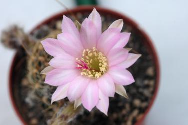 Kakteen Haage | Lobivia | online kaufen | Page 2