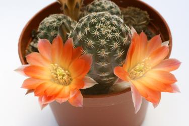 Kakteen Haage | Mediolobivia | online kaufen