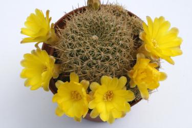 Kakteen Haage | Sulcorebutia | online kaufen