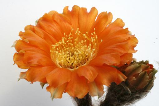 Kakteen Haage | Lobivia amblayensis | online kaufen