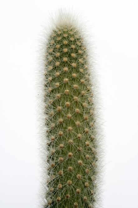 Kakteen Haage | Cephalocleistocactus ritteri | online kaufen