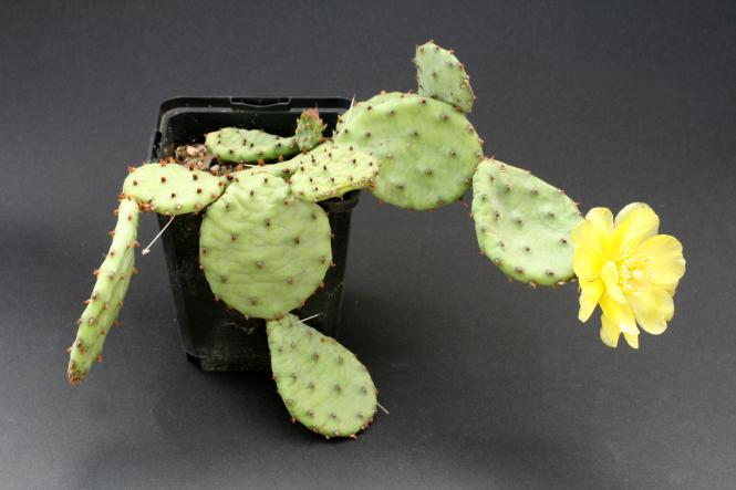 Kakteen Haage | Opuntia compressa *1 Pt. Pelee, Ontario, CAN | online ...
