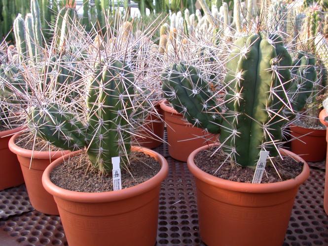 Kakteen Haage | Stetsonia coryne % | online kaufen